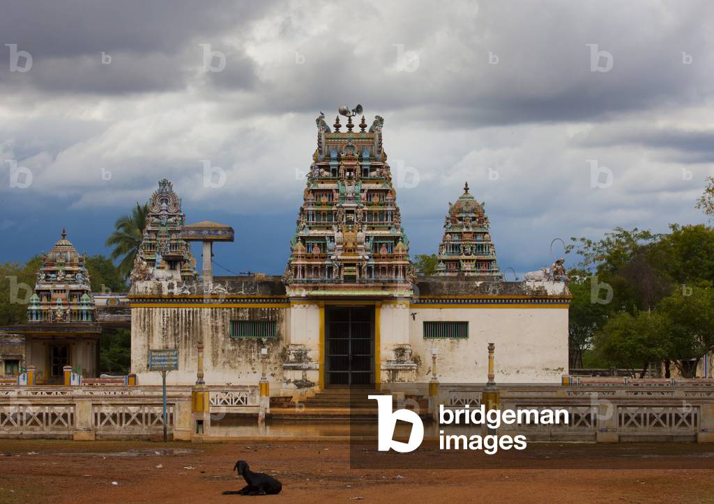Image of Goat Lying On The Road In Front Of A Small