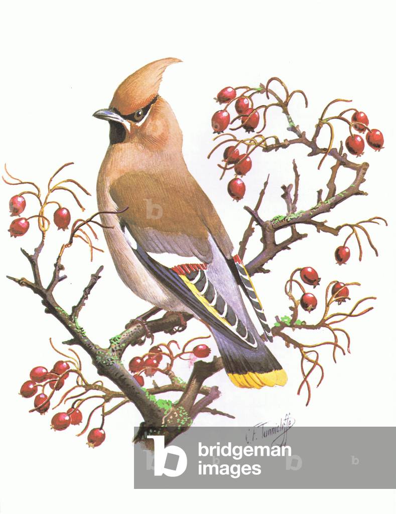 Image of Waxwing, from The RSPB Book of Birds pub. by Hamlyn, by ...