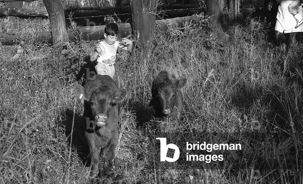 Image of Nanny watching cattle farm owner's child playing with calves ...