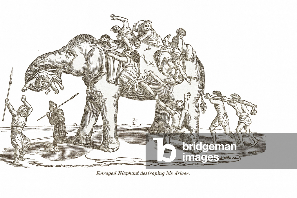Image of Enraged Elephant attacking his Driver (lithograph) by Harvey ...