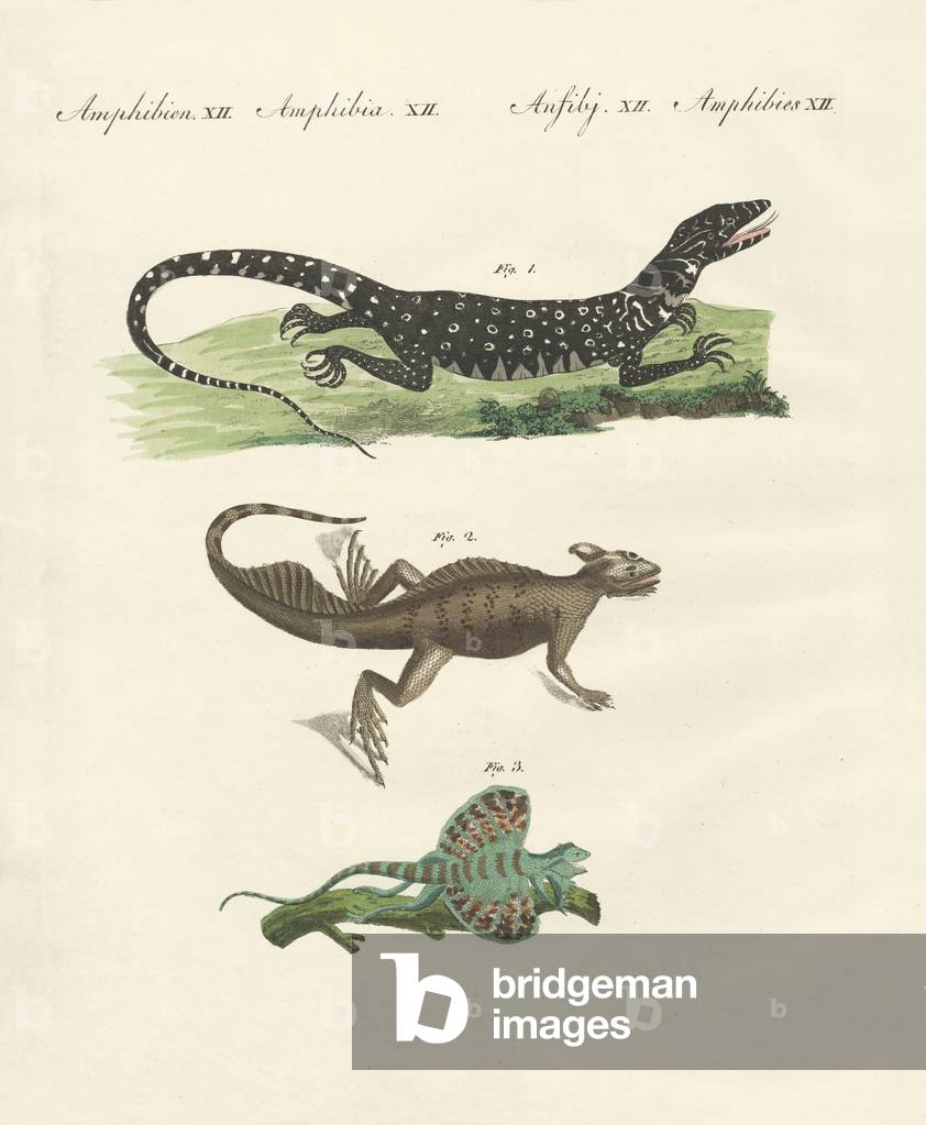 Image of Three kinds of strange lizards (coloured engraving) by German ...