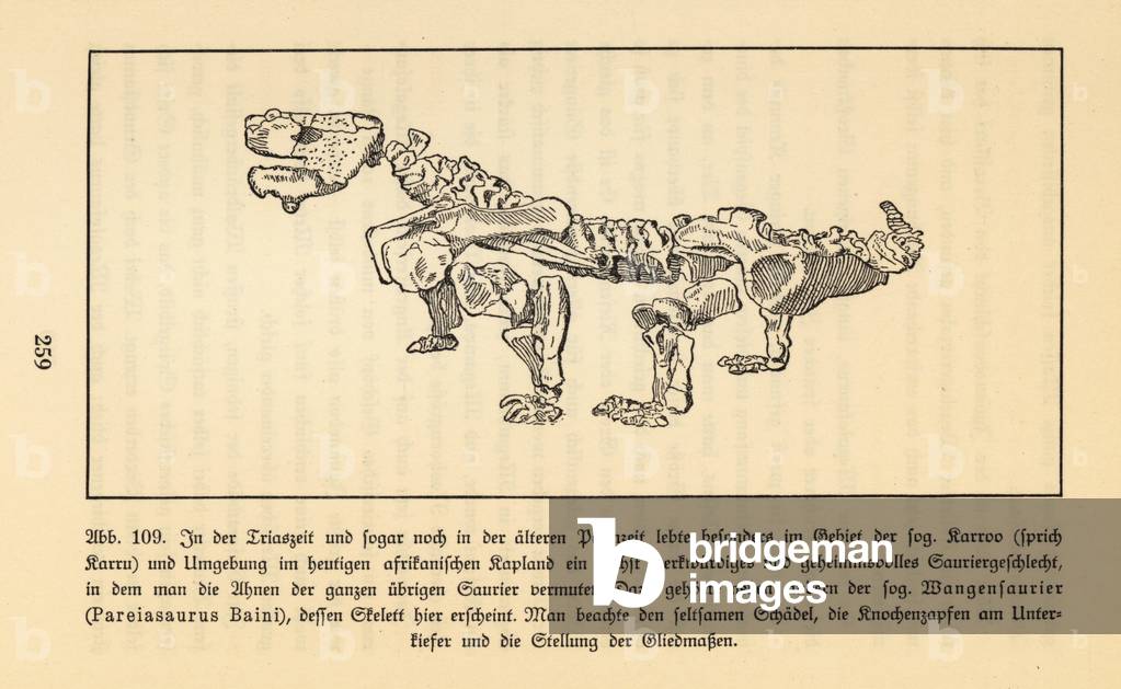 Image of Fossil skeleton of an extinct Pareiasaur, Bradysaurus baini ...