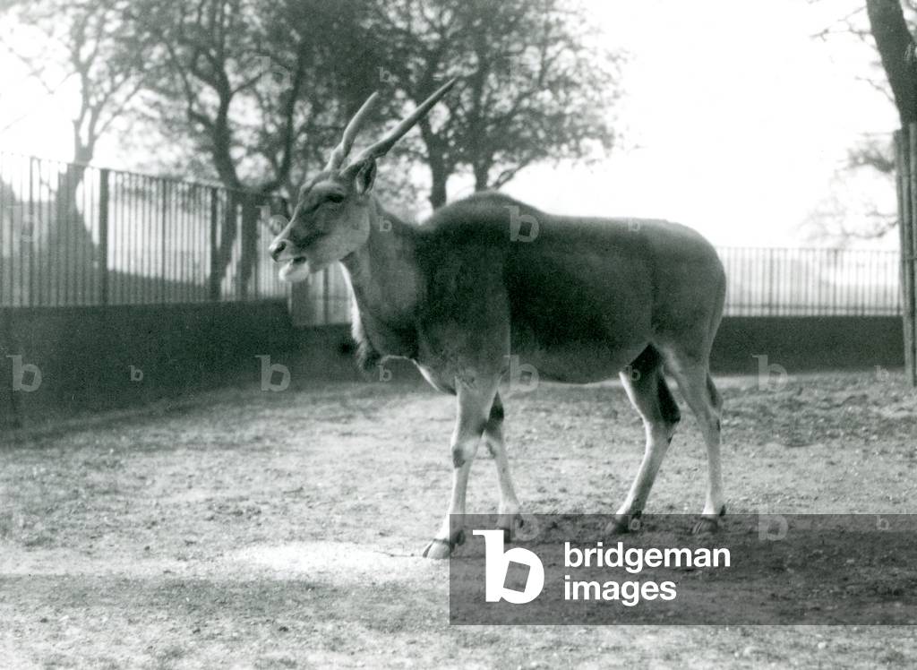 Image of An Eland in its paddock at London Zoo in June by Bond ...