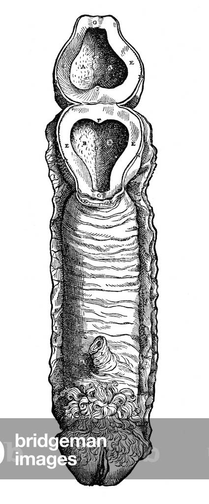 Image of VESALIUS: GENITALIA, 1543 Genitalia of a human female. Woodcut ...