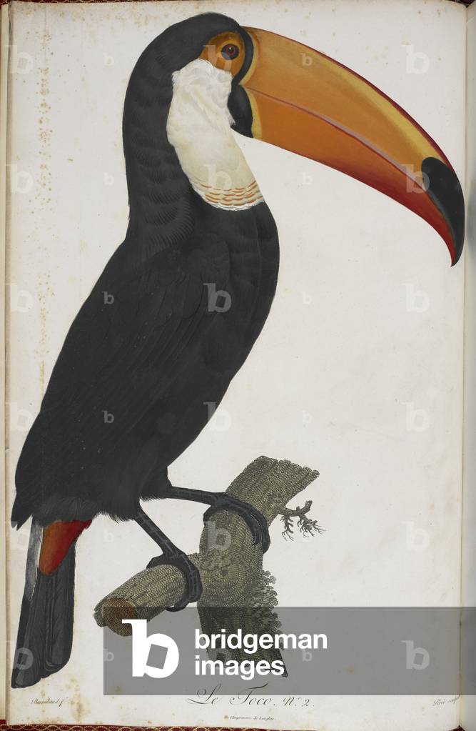 Image of Le toco.no.2 A Toucan.