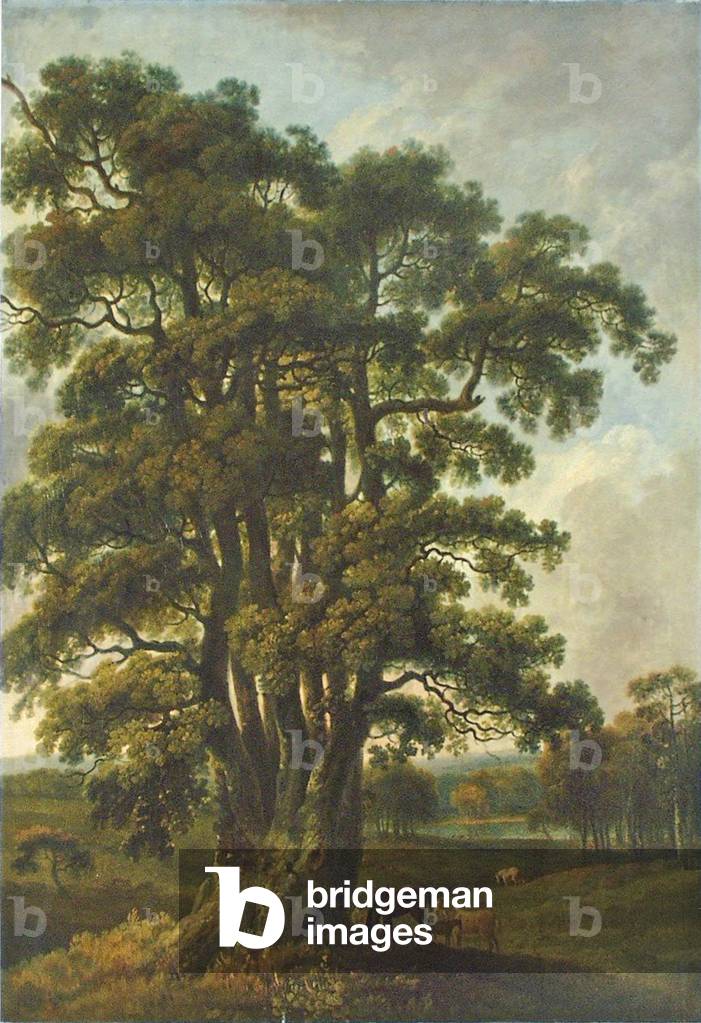 View of the Seven Sisters oak tree in Welbeck Park (oil on canvas)