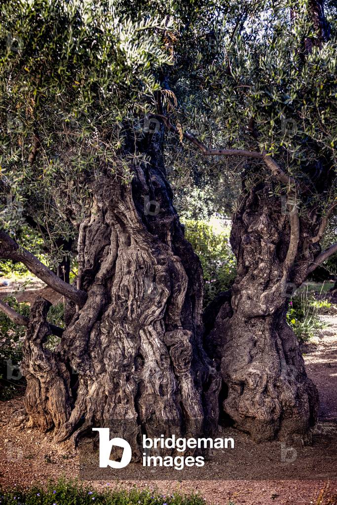 Image of 2000 YEARS OLD OLIVE TREES IN GETHSEMANE GARDEN, JERUSALEM, 2022