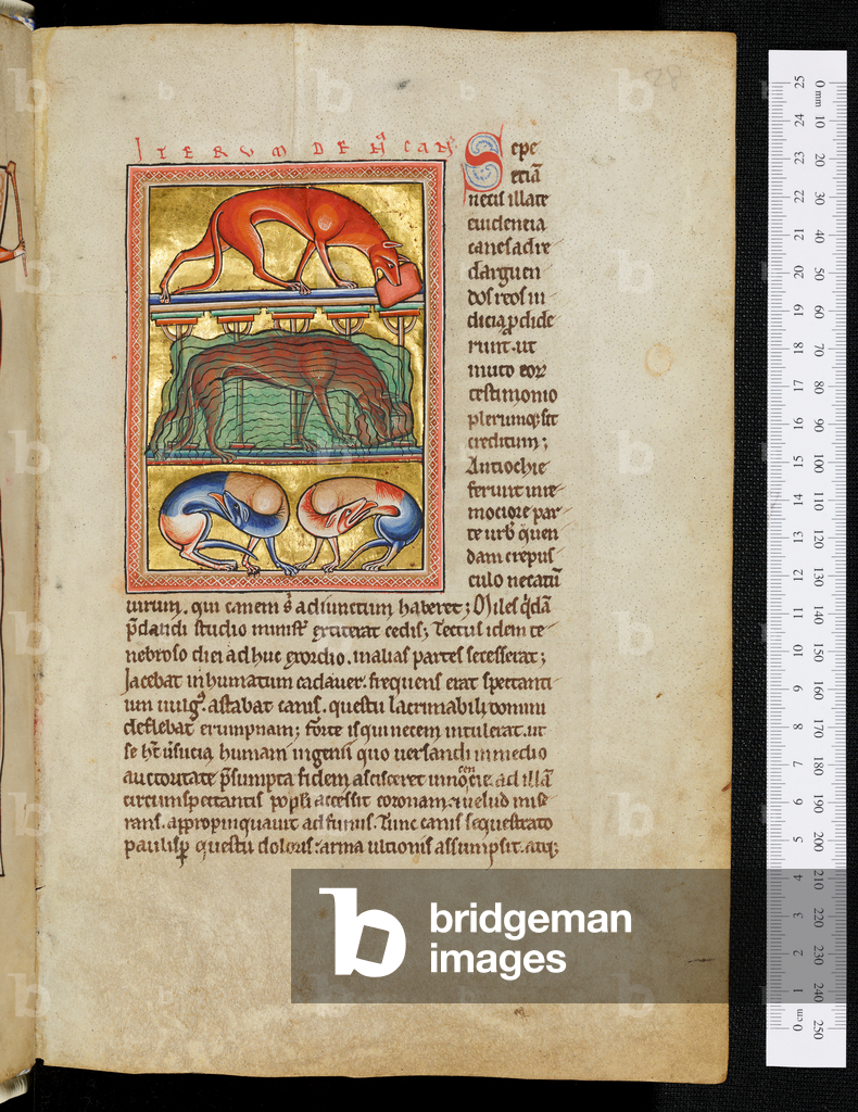 Image of The Ashmole Bestiary, dog looking greedily at reflection of his
