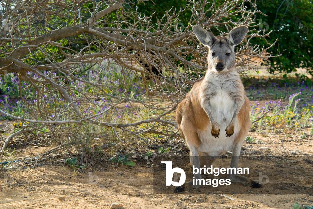 Image of Kangaroo (Common Wallaroo aka. Euro, Macropus robustus) in ...