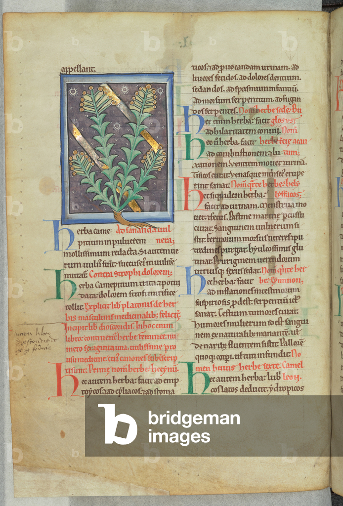 Image of Pseudo-Apuleius, Herbarium, Manuscript Sloane 1975, f.49v ...