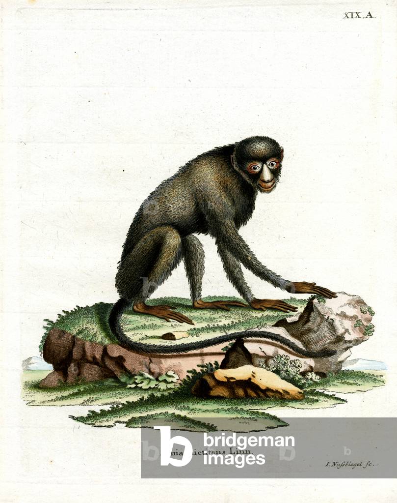 Image of Greater Spot-nosed Monkey (coloured engraving) by German ...