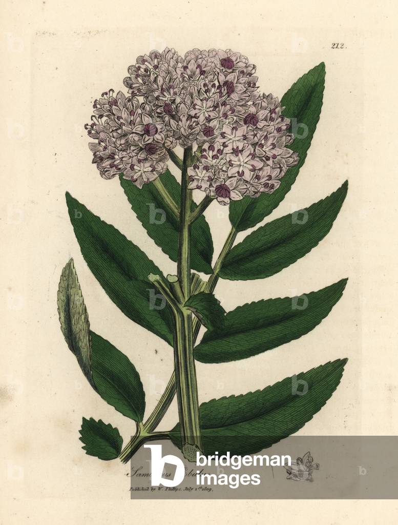 Image of Purple flowered dwarf elder tree, Sambucus ebulus, from a ...
