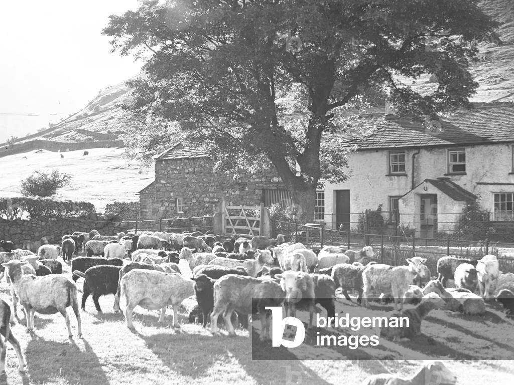 Image of Flock of sheep with Middle Fell Place behind, 1930s-60s (b/w ...