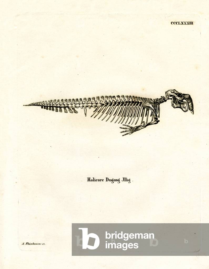 Image of Dugong Skeleton (coloured engraving) by German School, (19th ...