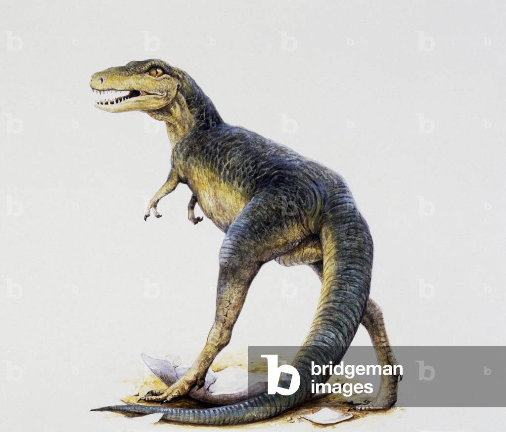 Image of Young specimen of T Rex (Tirannosaurus rex), Tyrannosauridae ...