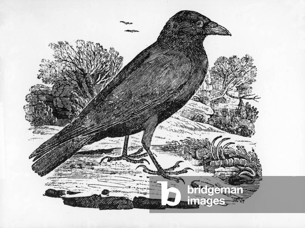 Image of The Carrion Crow, illustration from 'The History of British by ...