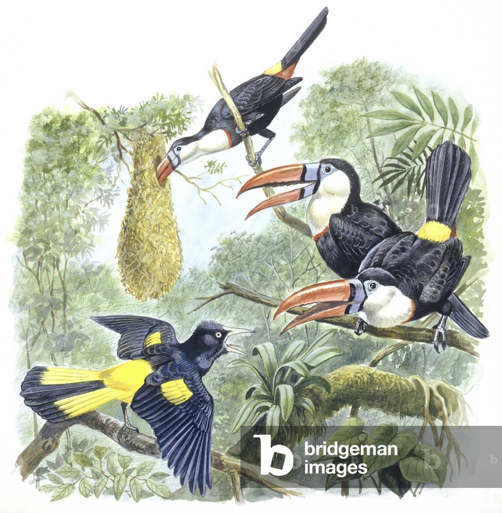 Image of Birds: Piciformes, White-throated Toucan (Ramphastos tucanus ...