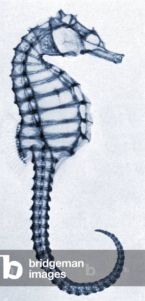 Image of X-Ray of a Seahorse (Hippocampus), 1905 (lithograph)