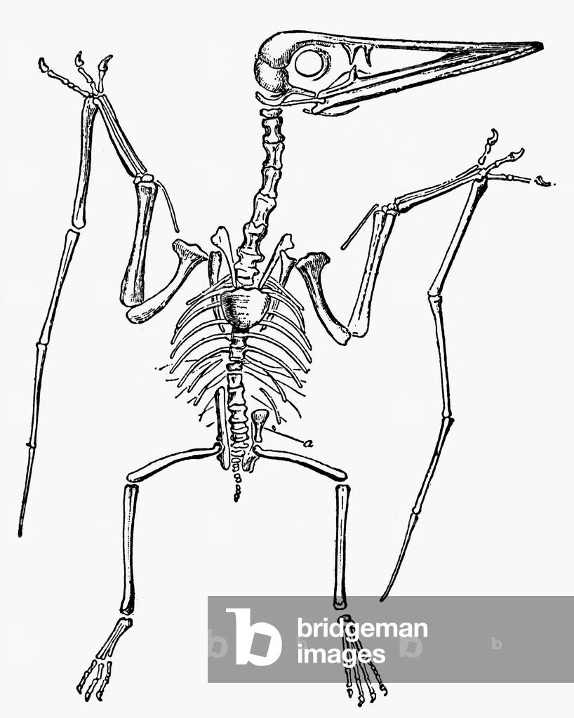 Scheletro Di Pterodattilo Image Of DINOSAURO: PTERODATTILO Lo