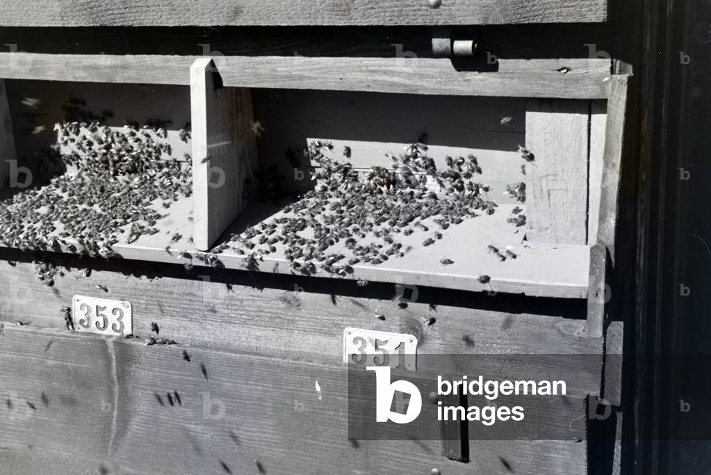 Image of Numbered bee populations in a big bee house on a