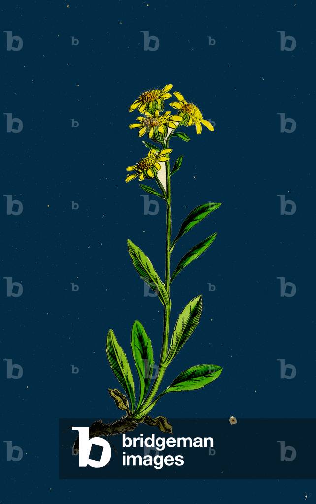 Image of Veronica Montana; Mountain Speedwell