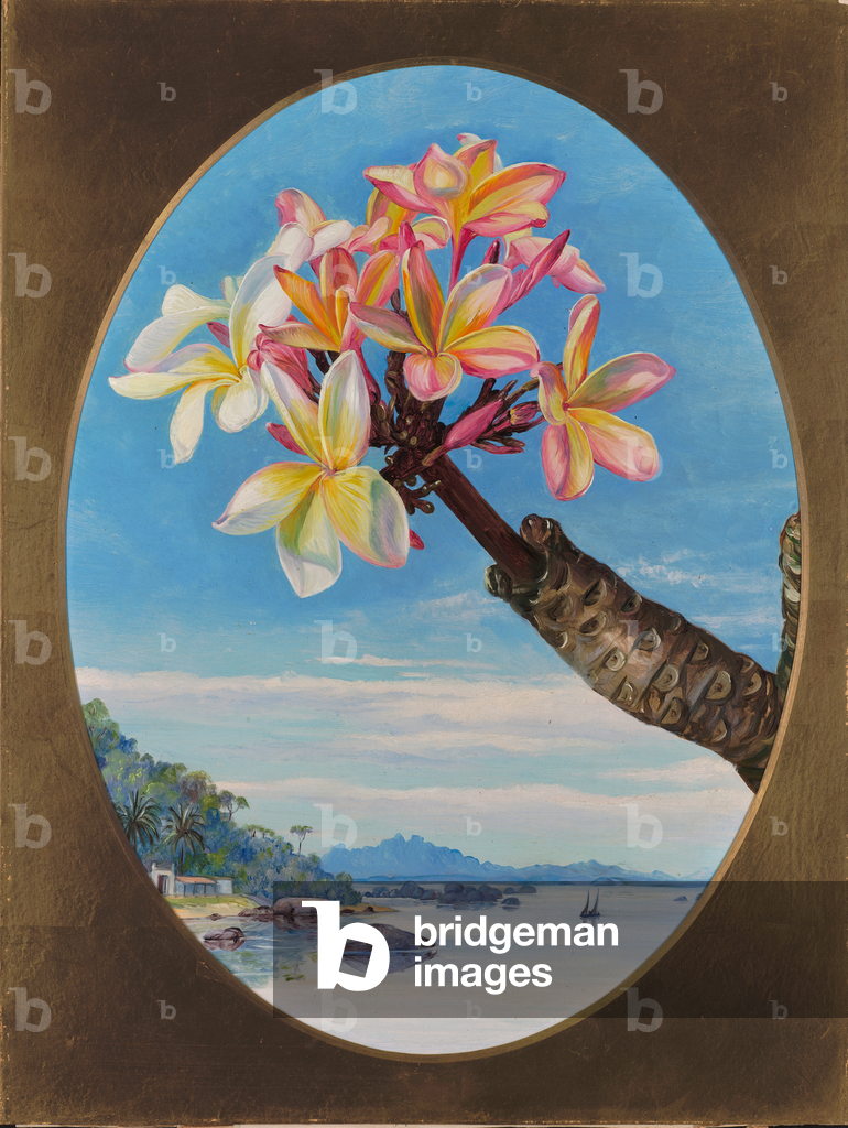 Image of Flowers of jasmine mango or frangipani, Brazil, 1873 (oil on ...
