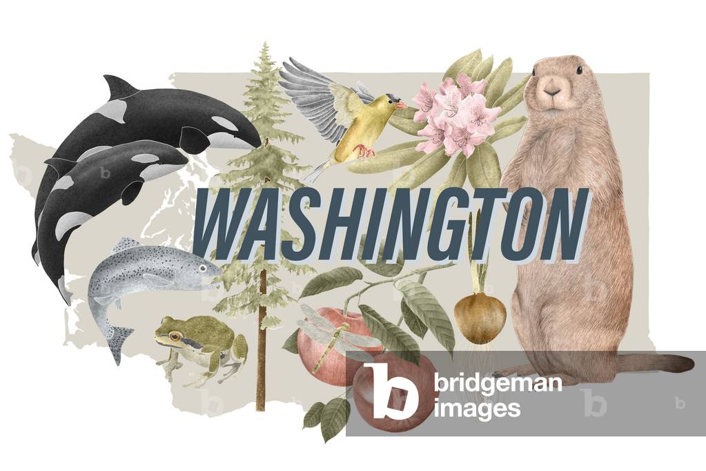 Image of Washington State Symbols, 2018 (graphite pencil & digital) by ...