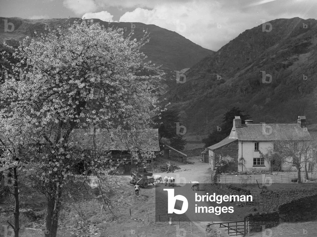 Image of View of Yew Tree Farm with farmers and cattle roaming by ...