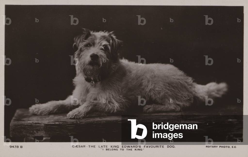 Image of Caesar, the favourite dog of King Edward VII (b/w photo) by ...