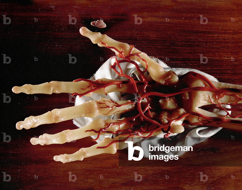 Image of Model of a hand with bones and blood vessels by Lessing, Erich ...