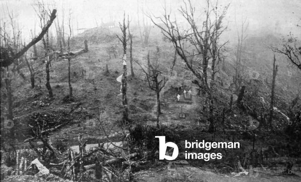 Image of Trees Destroyed by War, 1942 (b/w photo)