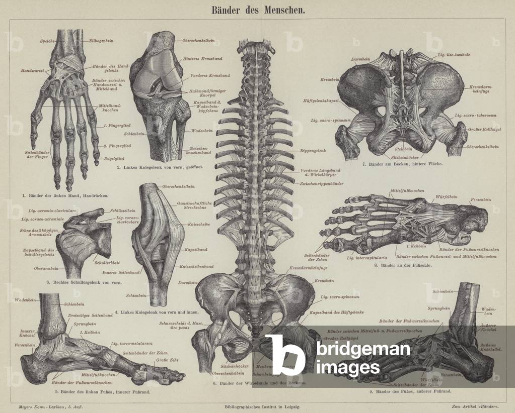 Image of Ligaments of the human body (engraving) by German School ...