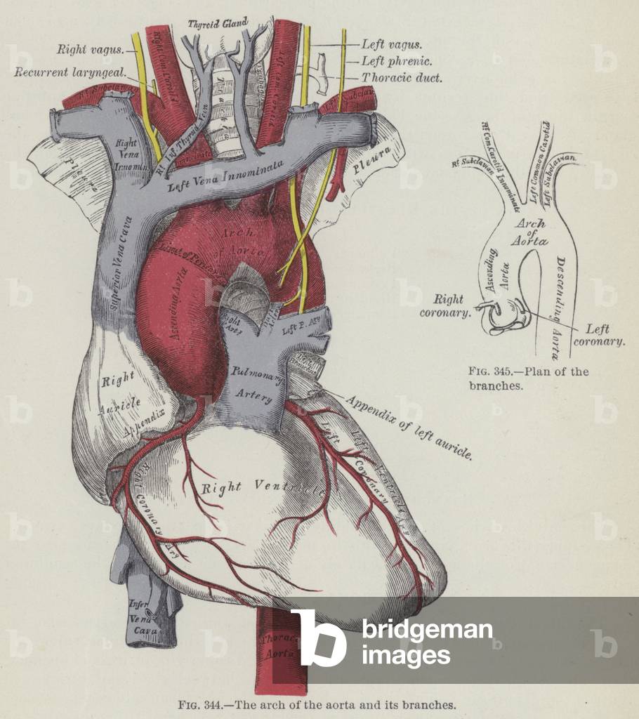 Image of The arch of the aorta and its branches (engraving) by English ...