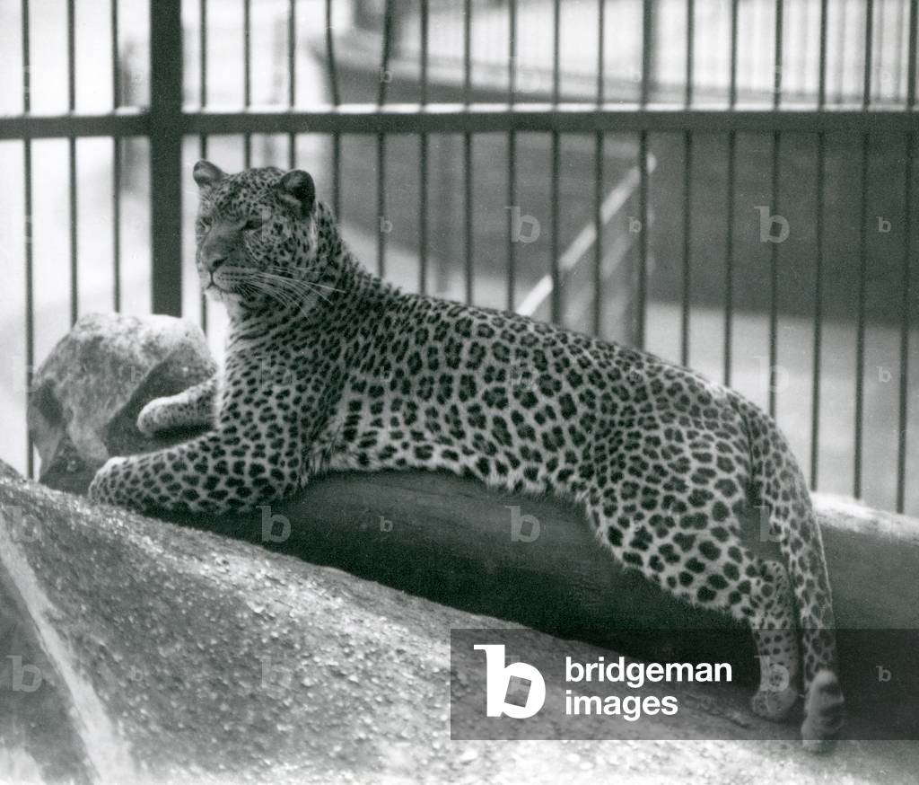 Image of Leopard 'Rex' lying on a log in his enclosure at by Bond ...