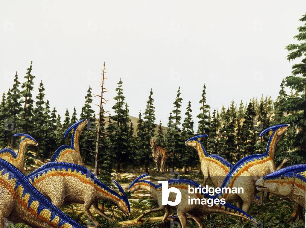 Image of Parasaurolophus sp, Hadrosauridae, Late Cretaceous ...