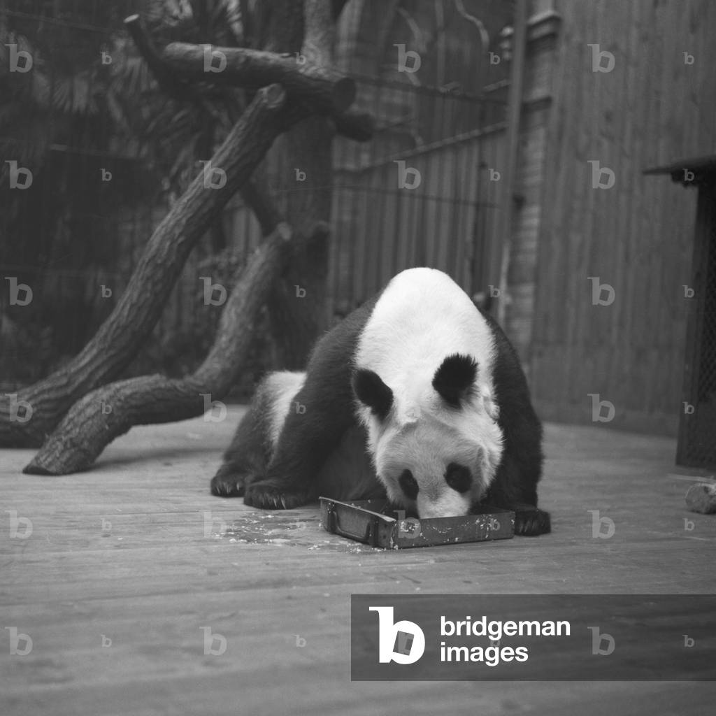 Image of A panda bear at his cage in a zoological garden,