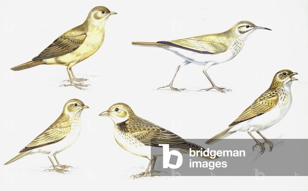 Image of Birds: Passeriformes, Desert Lark (Ammomanes deserti), Greater ...