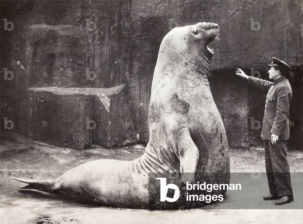 Image of Goliath the elephant seal and his keeper, Vincennes Zoo, 1936