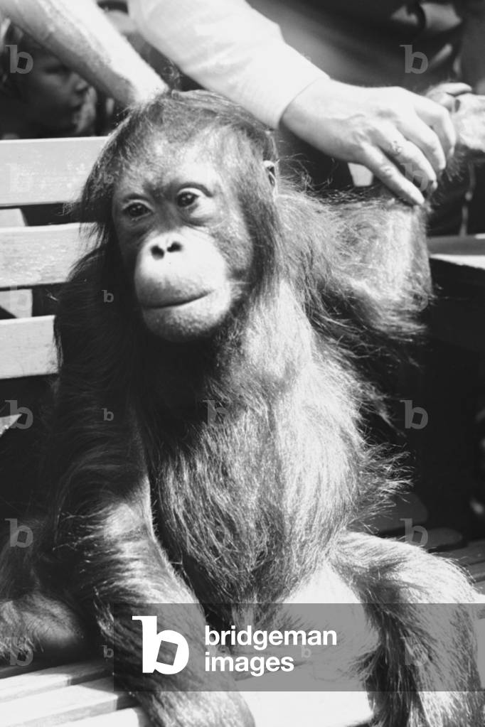 Oliver The Humanzee