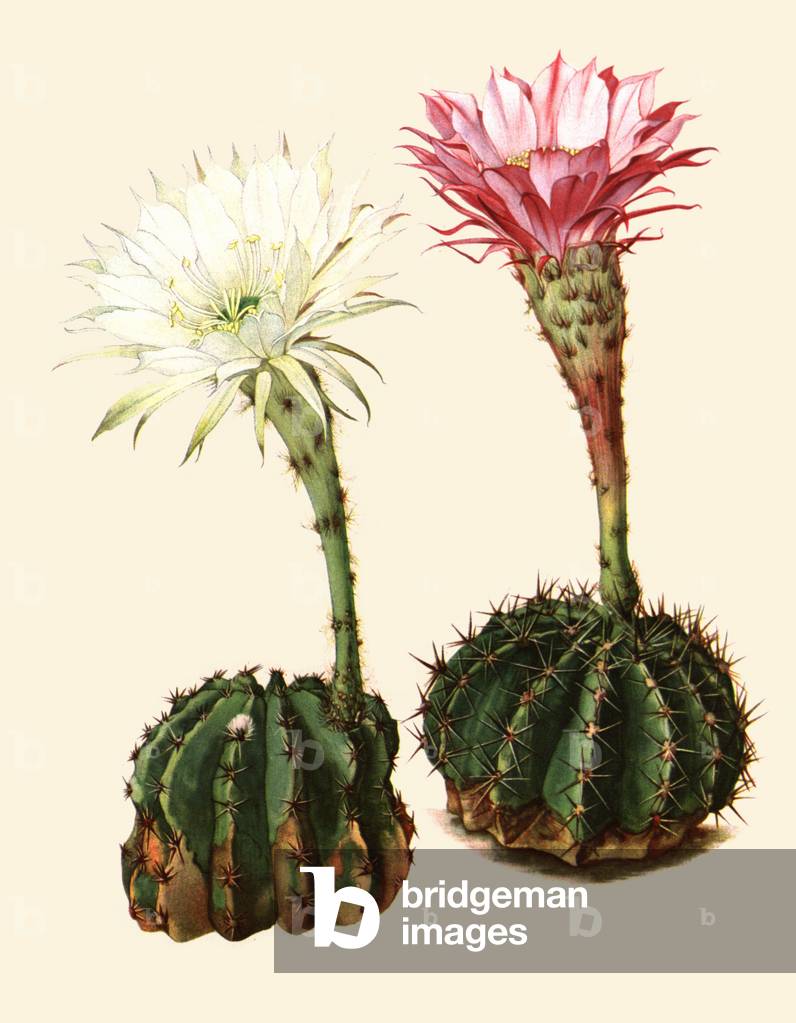 Image of Echinopsis eyriesii (Turpin) Pfeiff - Otto [as Echinopsis ...