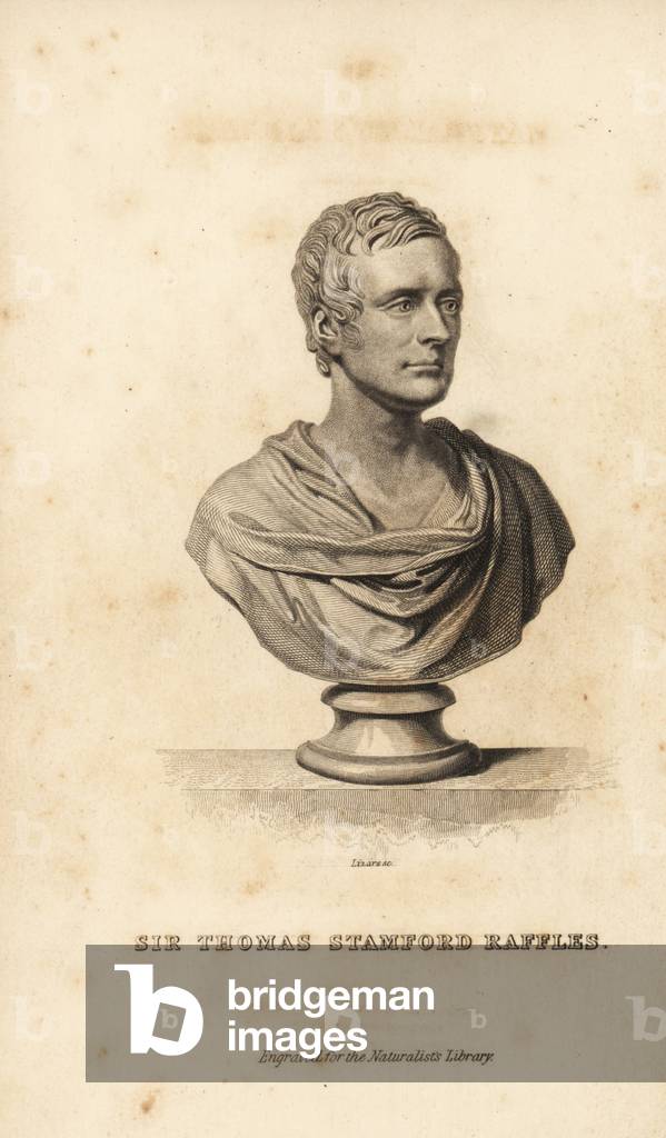 Image of Sir Thomas Stanford Raffles, British statesman, writer and ...