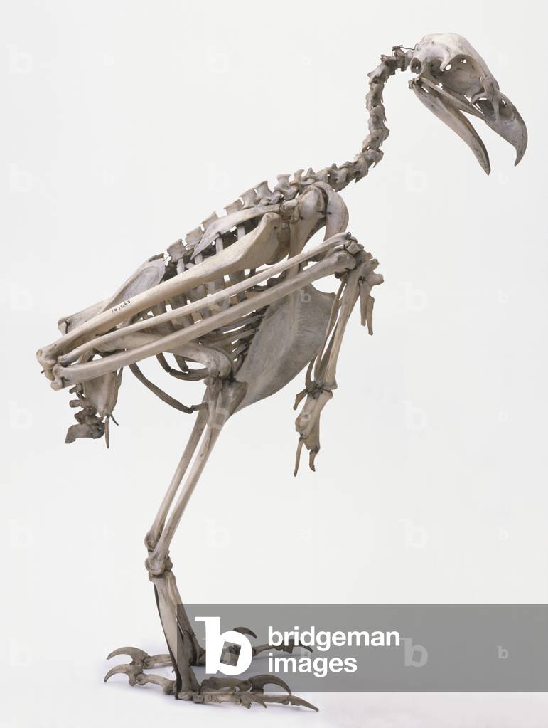 Profile of skeleton of Wedge-tailed Eagle by
