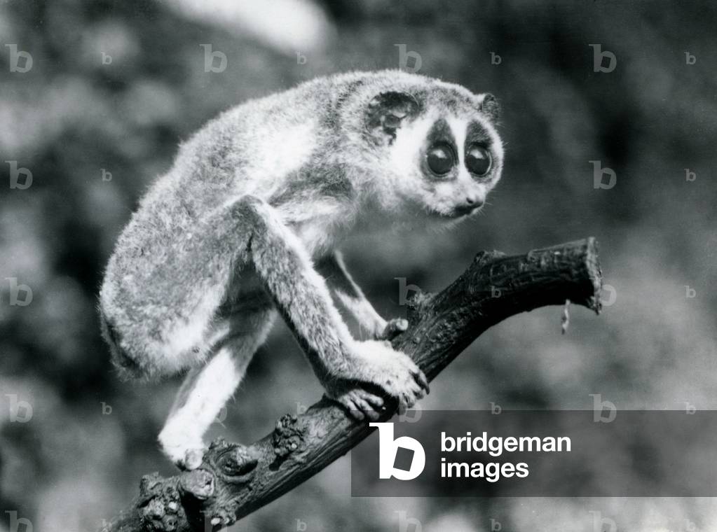 Image of A Slender Loris walking on a branch, London Zoo, August by ...