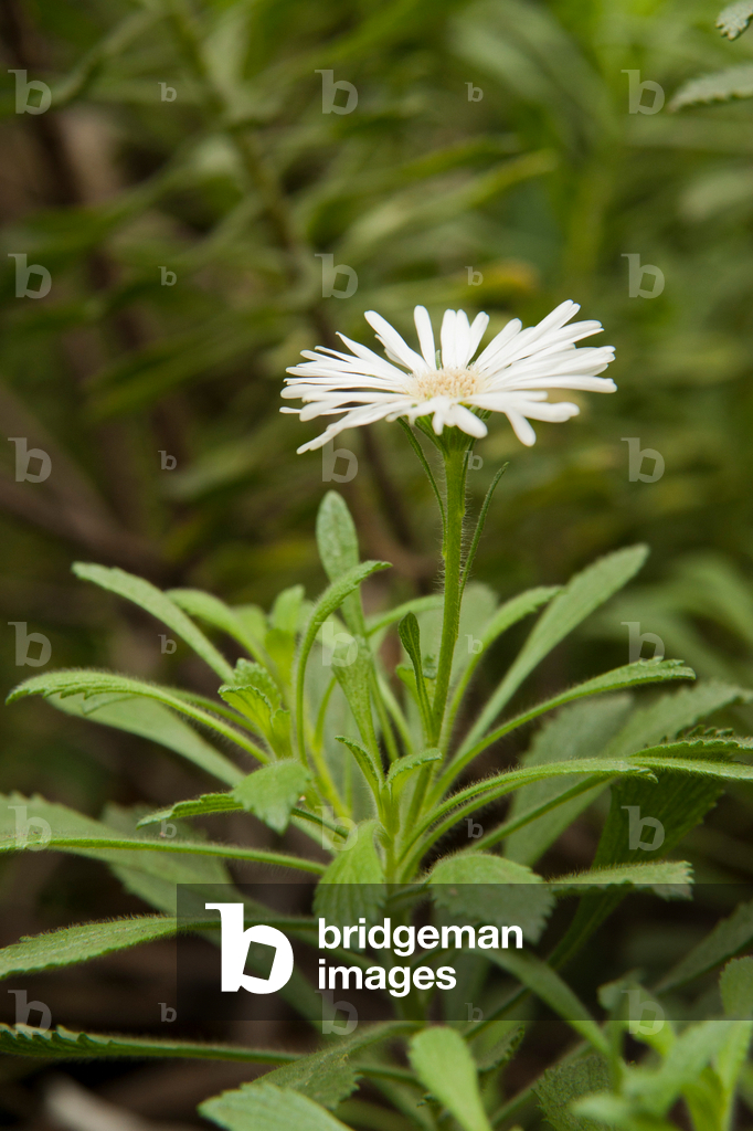 Image of Commidendrum rugosum (St Helena shrubwood), 2011 (photo) by ...