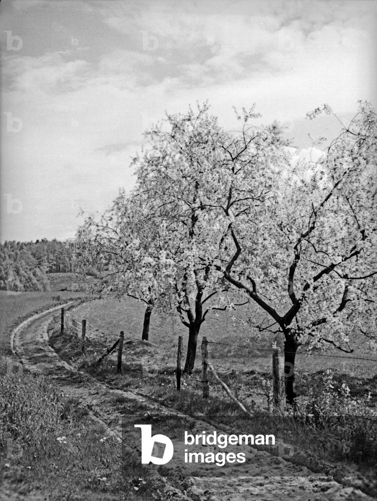 Image of Elbing heights, rural lane in springtime, East Prussia, 1930s (b/w