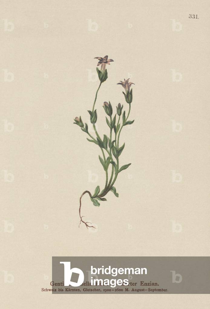 Image of Dane's Dwarf Gentian (Gentiana tenella, Gentianella tenella ...