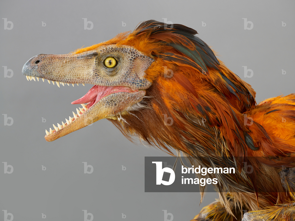 Image of Velociraptor, model