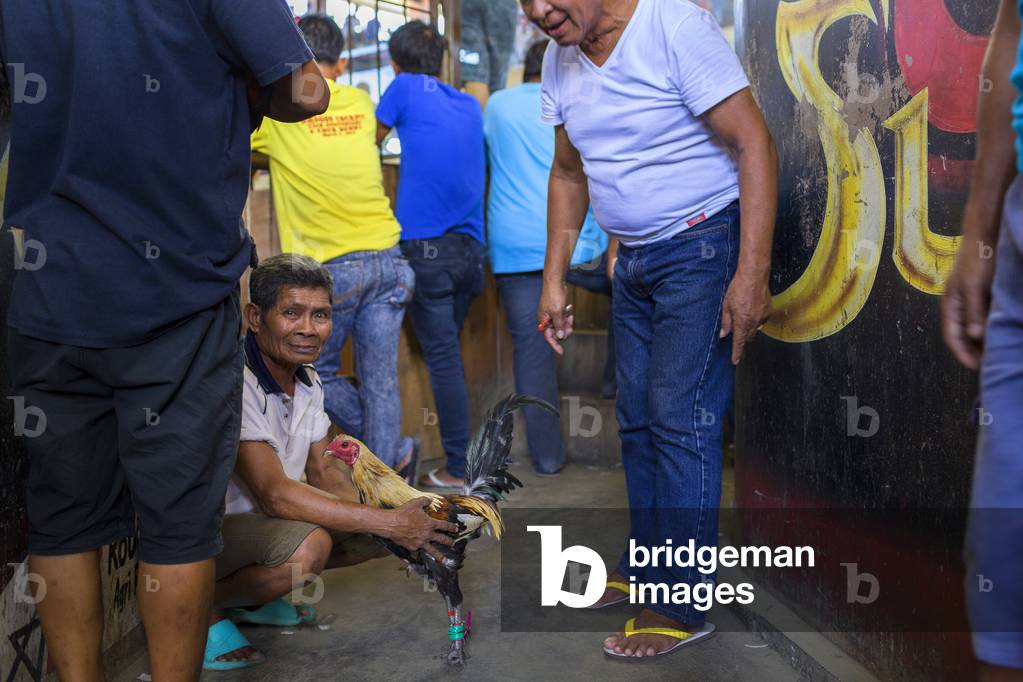 Image of Cockfighting. Calapan dragon cockpit arena, Mindoro ...