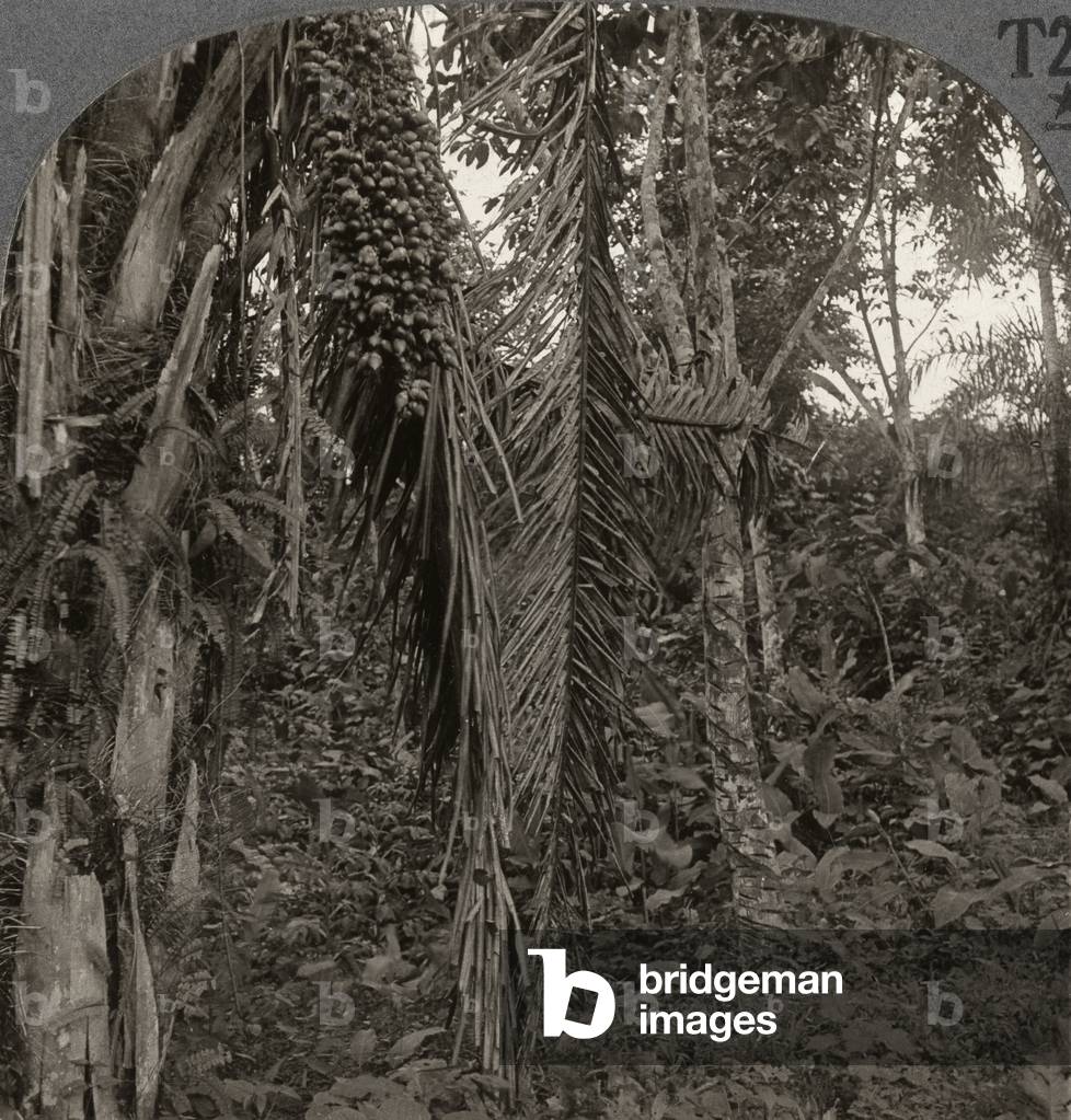 Image of PANAMA: RUBBER TREE, c.1910 'Rubber tree, showing scars from ...