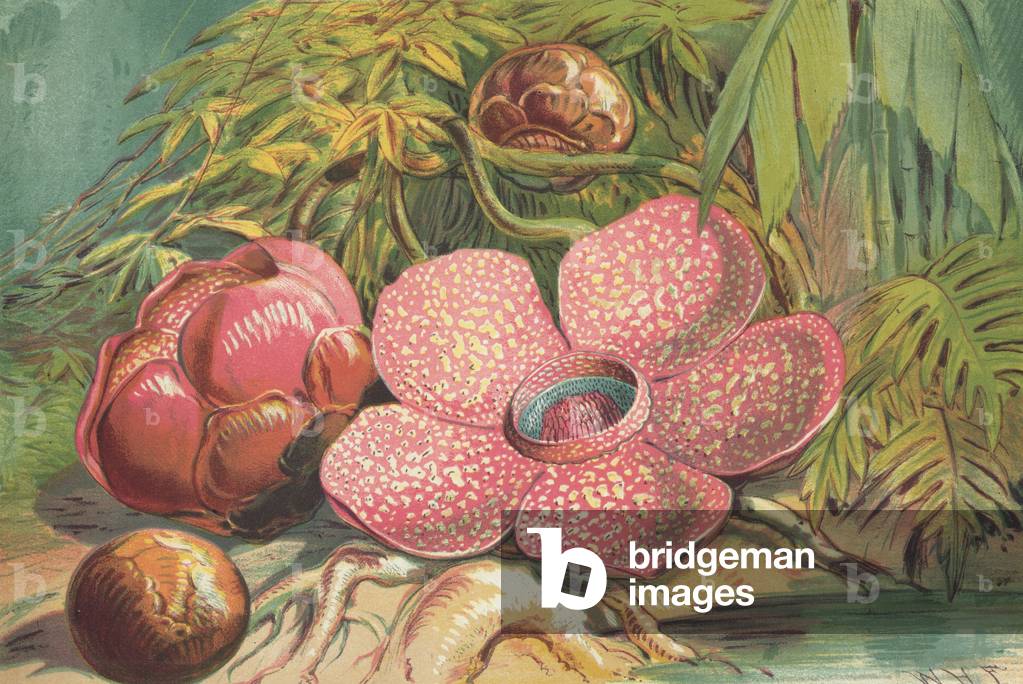 Rafflesia Arnoldii, giant flower of the rainforests of Sumatra (colour ...